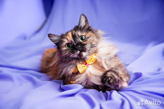 Кошечка Тася ищет дом
