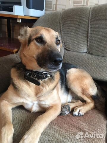 Собака в дар