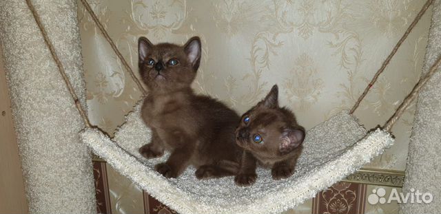 Последняя истинная леди бурманочка