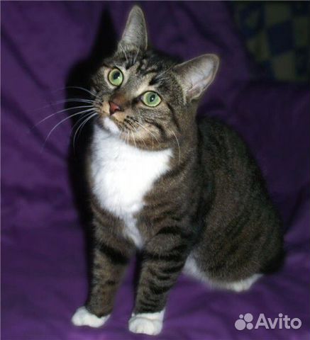 В добрые руки