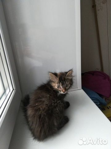 Котёнок