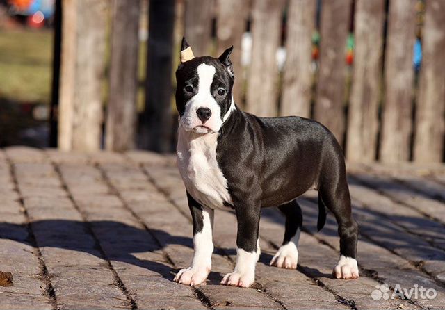 Красивая чёрная девочка амстаффа