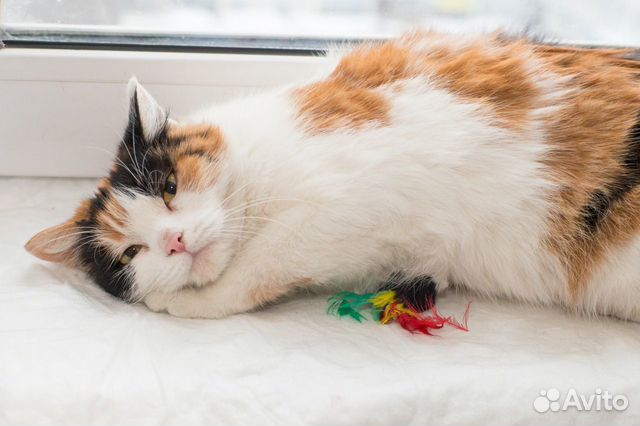 Замечательная трехцветная красотка