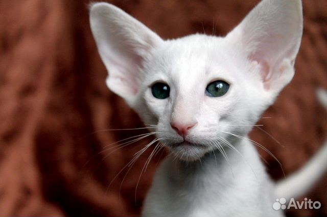 Ориентальный котенок