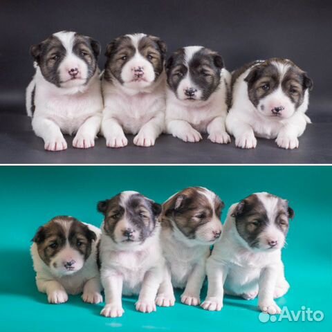 Щенки Банкео