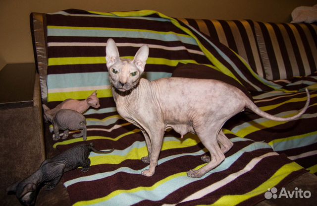 Донской сфинкс