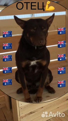 Австралийская овчарка