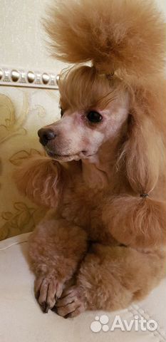 Вязка с той пуделем