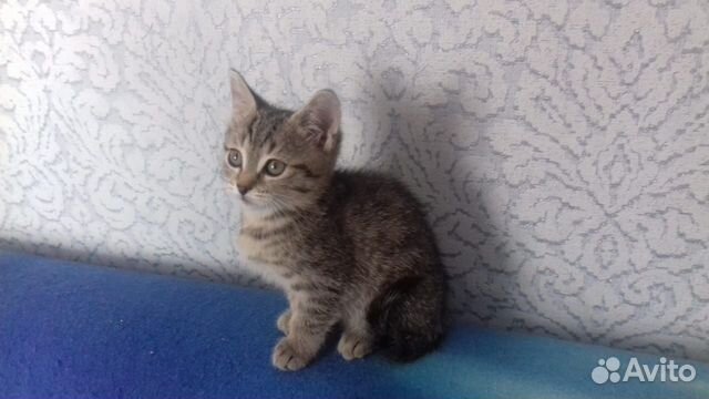 Британец девочка