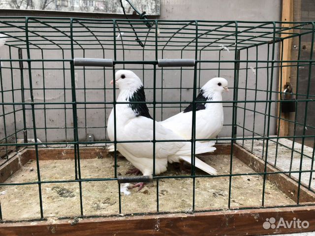 Голуби ижевские гривуны