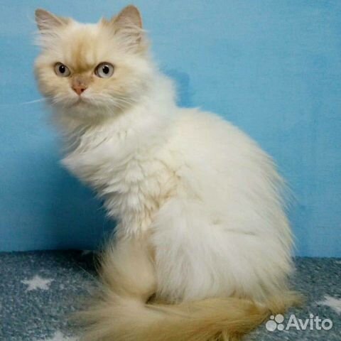 Кошка Персиана