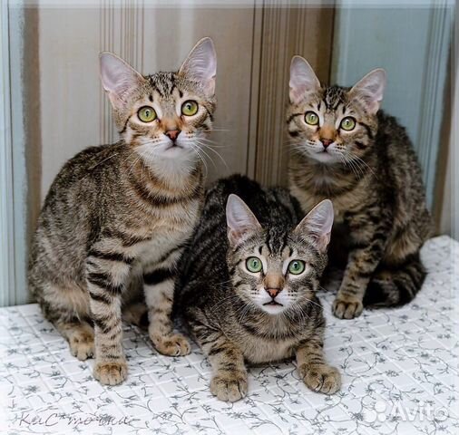 Котята (2 мальчика и девочка), 4,5 мес ищут дом