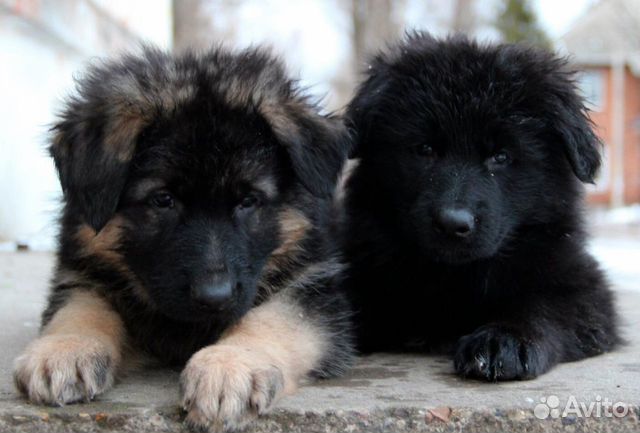 Документы РКФ. Черно-рыжие и черные малыши