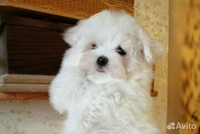 Мальчик Мальтезе