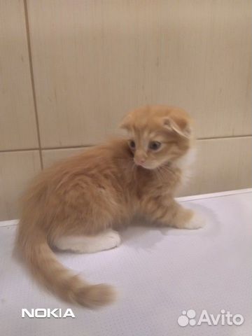 Вислоухие котята