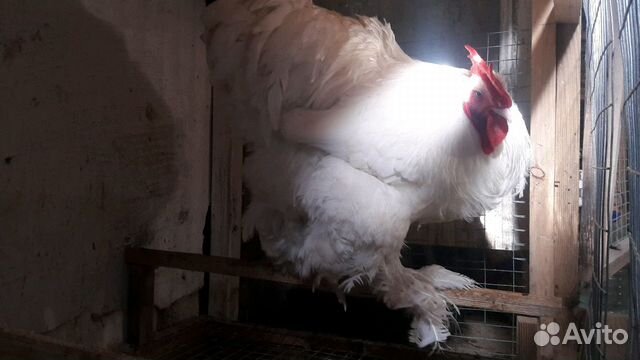 Петухи Кохинхин. Яйцо инкубационное