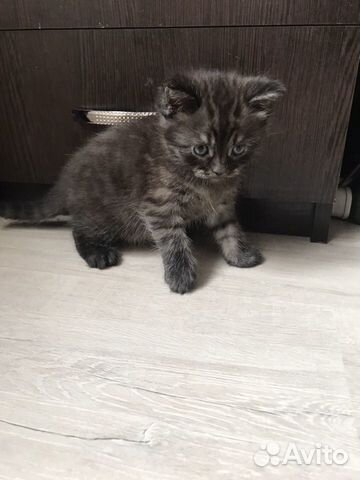 Маленькие комочки счастья