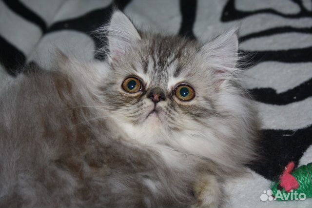 Элтон - пуховичок