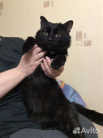 Кот бесплатно