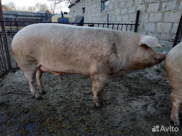 Хряк и свиноматка