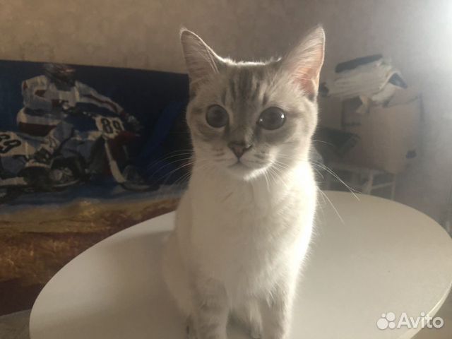 Кошечка для вязки