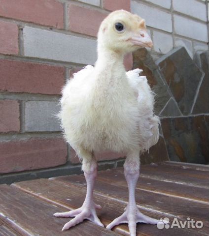 Подрощенные индюшата Хайбрид, биг-6