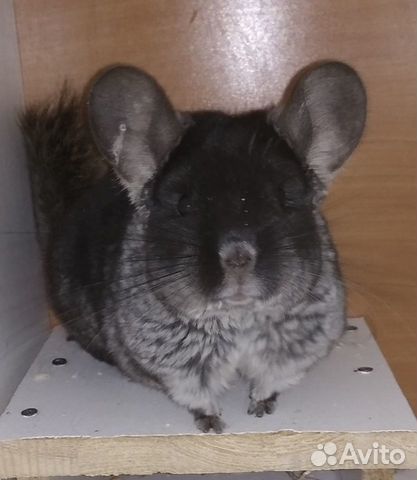 Шиншилла.8мес.девочка.черныйбархат