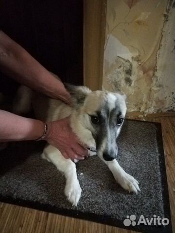 Собака
