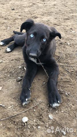 Голубоглазка ищет дом