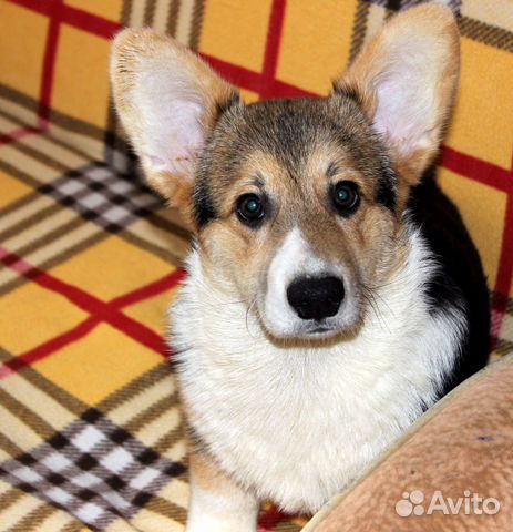 Вельш корги пемброк кобель натуральный бобтейл