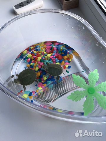 Декоративные черепашки