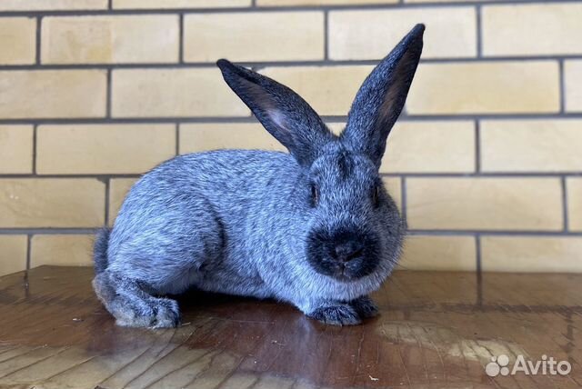 Чистокровные на племя