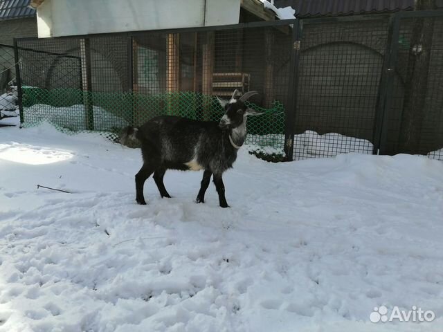 Коза