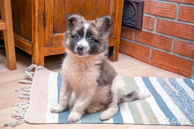 Щенок Пушинка 3,5 мес.Привита и стерилизована