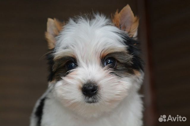 Кукольный мальчик бивера