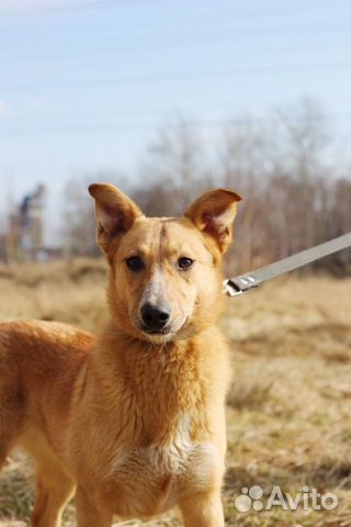 Рыжая собачка Сандра из приюта ищет дом