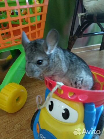 Шиншила мальчик
