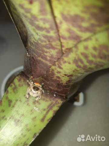 Милый паучок