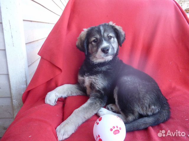 Милая Мадлен в добрые руки