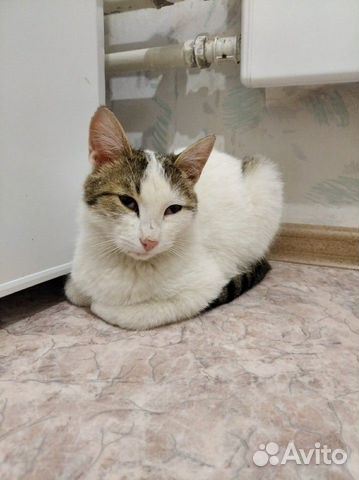 Котенок подросток ищет дом