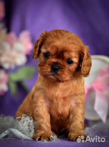 Рубин мальчик кавалер