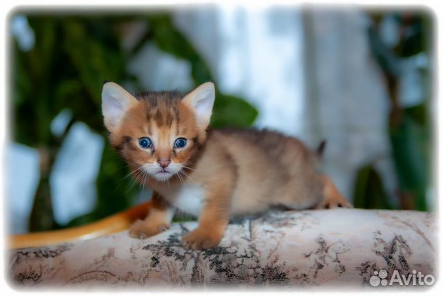 Чаузи ф1 кошечки