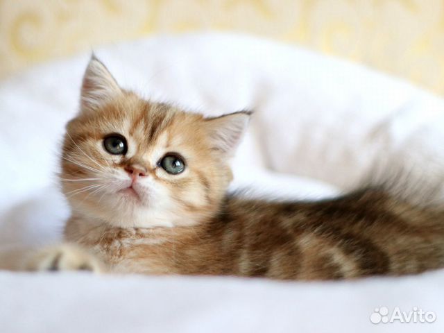 Шикарный котик страйт золотой мраморный