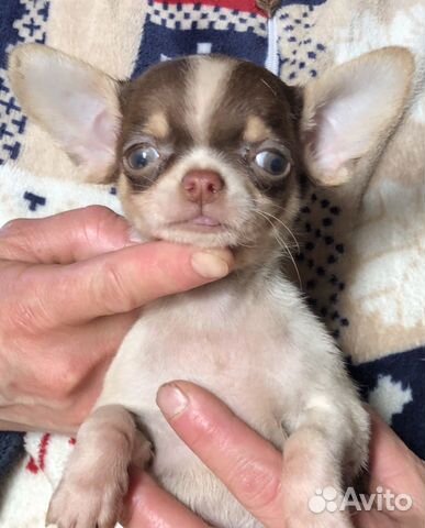 Шоколадные чихи