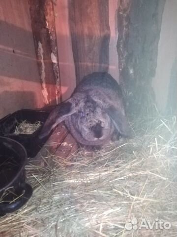 Франц.баран кролиха покрытая