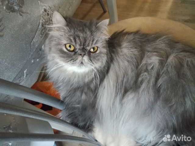 Кот-перс в дар