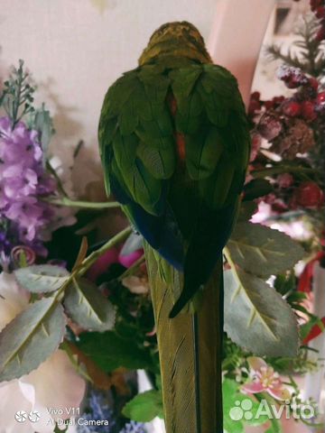 Птенец Аратинга Яндайя