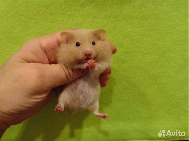 Сирийские, ангорские хомяки очаровашки - питомник
