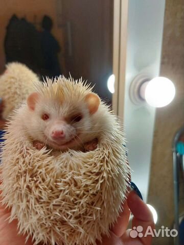 Продаётся мальчик африканского ёжика