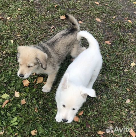 Щенки в добрые руки